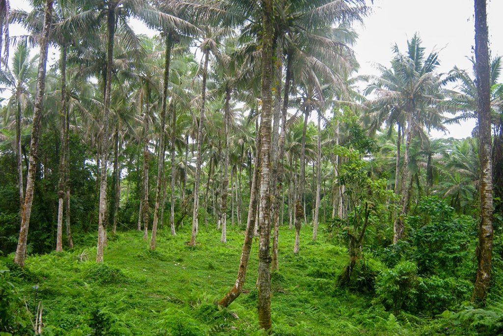 Millennium Cave in Vanuatu: exploring in the dark | Atlas & Boots