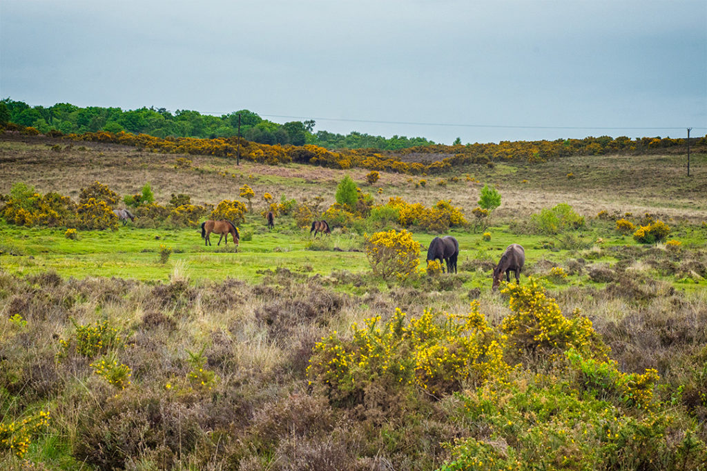 Best viewpoints in New Forest National Park | Atlas & Boots