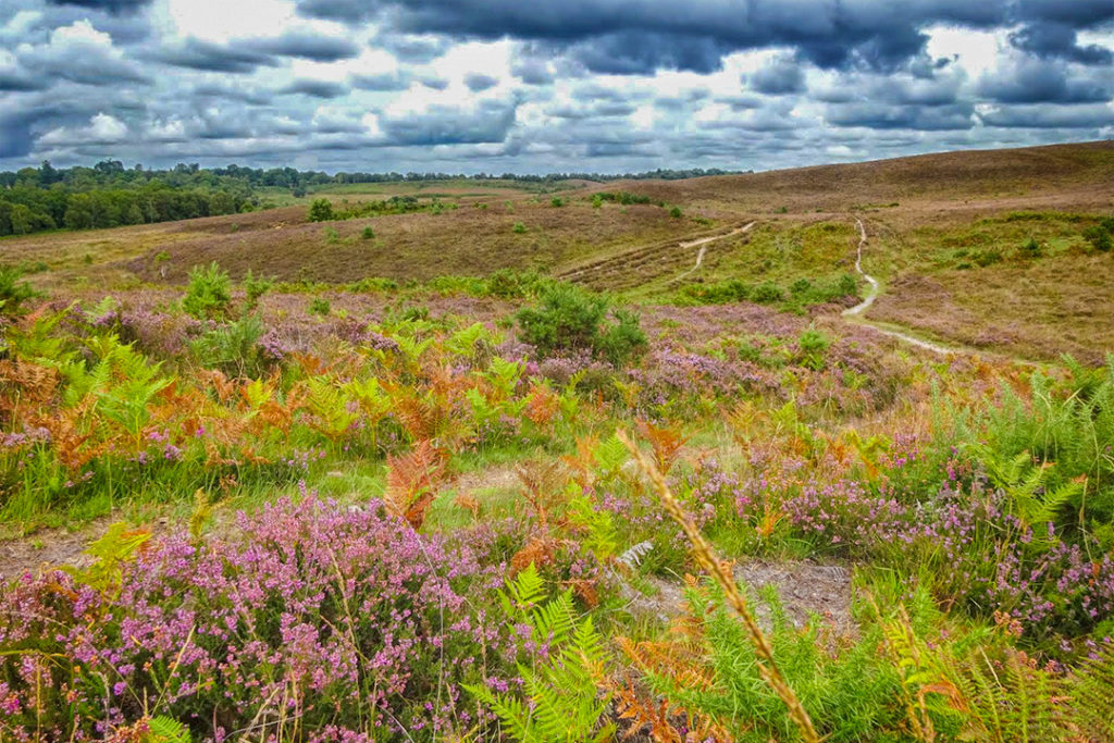 Best viewpoints in New Forest National Park | Atlas & Boots