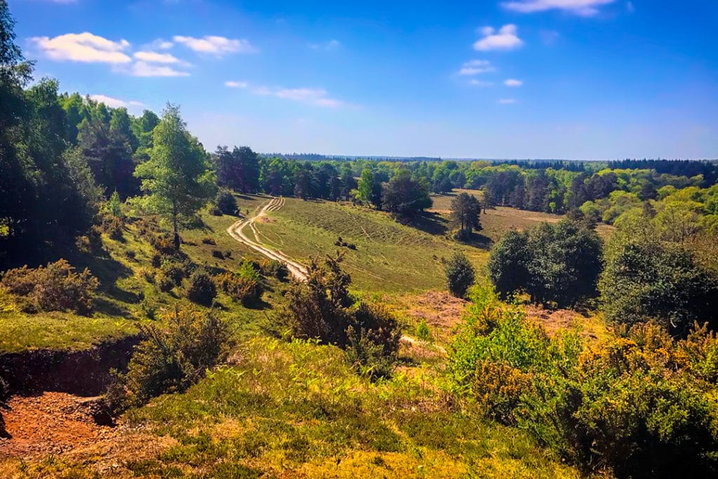 Best viewpoints in New Forest National Park | Atlas & Boots