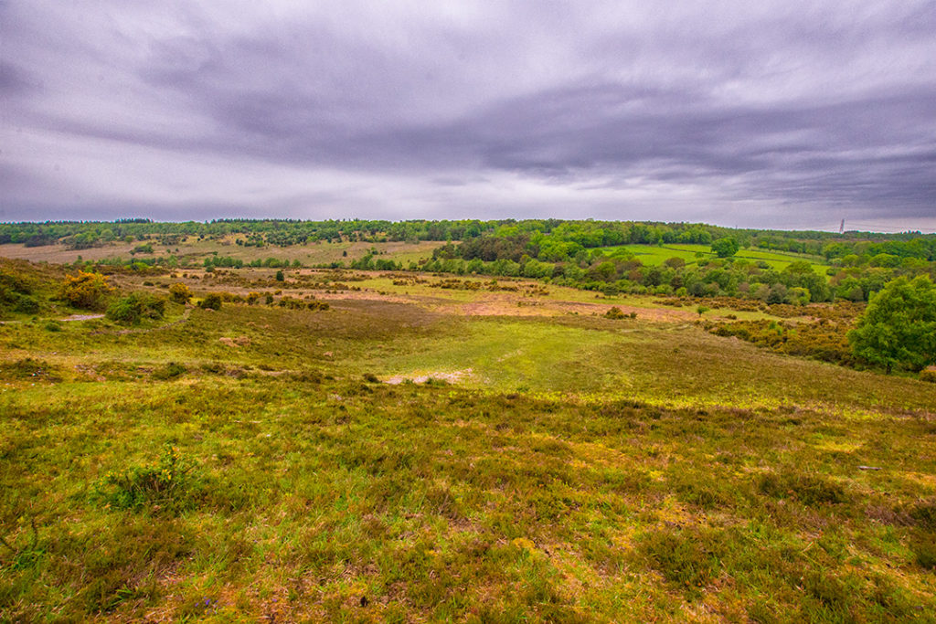 Best viewpoints in New Forest National Park | Atlas & Boots