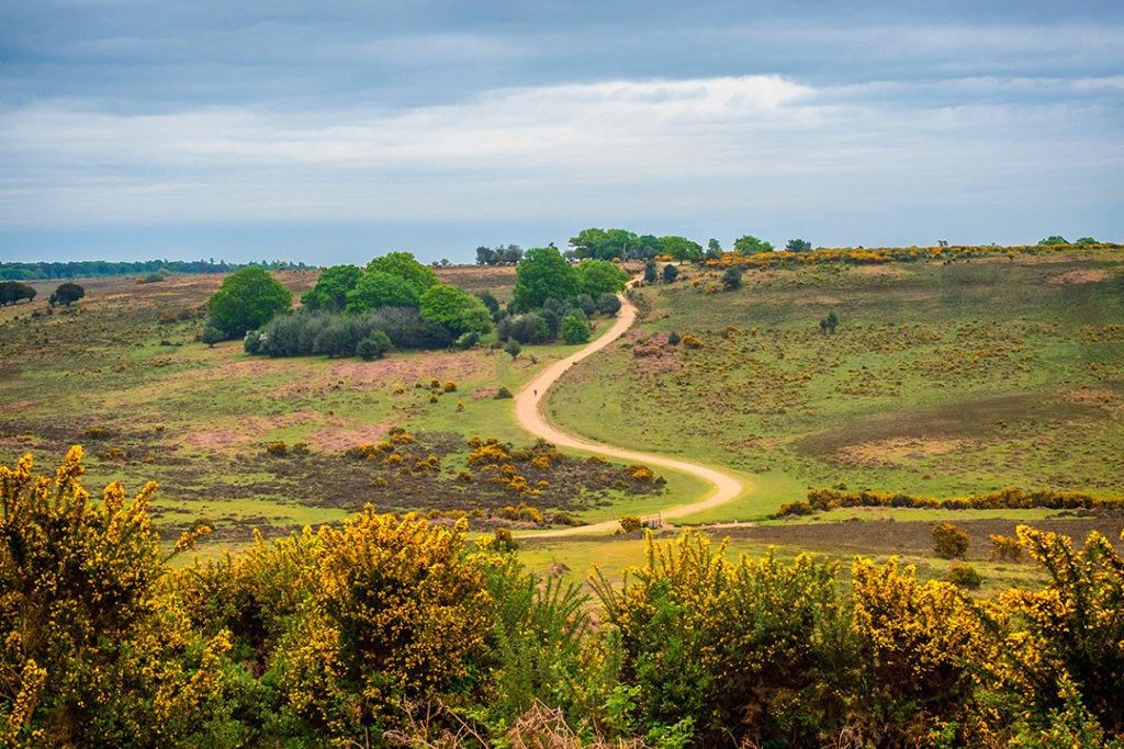 Best viewpoints in New Forest National Park | Atlas & Boots