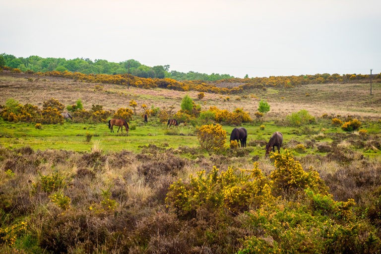 5 of the best New Forest cycling routes | Atlas & Boots