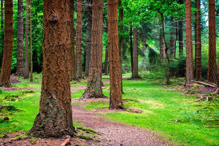 5 of the best New Forest cycling routes | Atlas & Boots