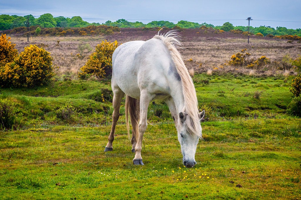 5 of the best New Forest cycling routes | Atlas & Boots