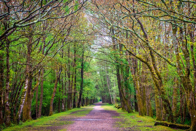 5 of the best New Forest cycling routes | Atlas & Boots