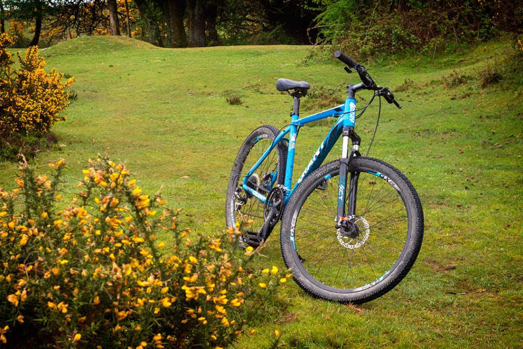 5 of the best New Forest cycling routes | Atlas & Boots