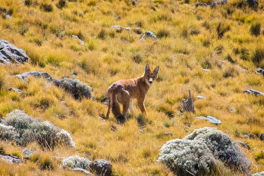 Simien Mountains National Park: trekking Africa’s Grand Canyon