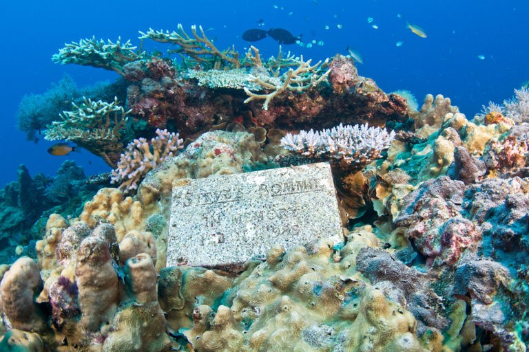 Diving Steve’s Bommie in the Great Barrier Reef | Atlas & Boots