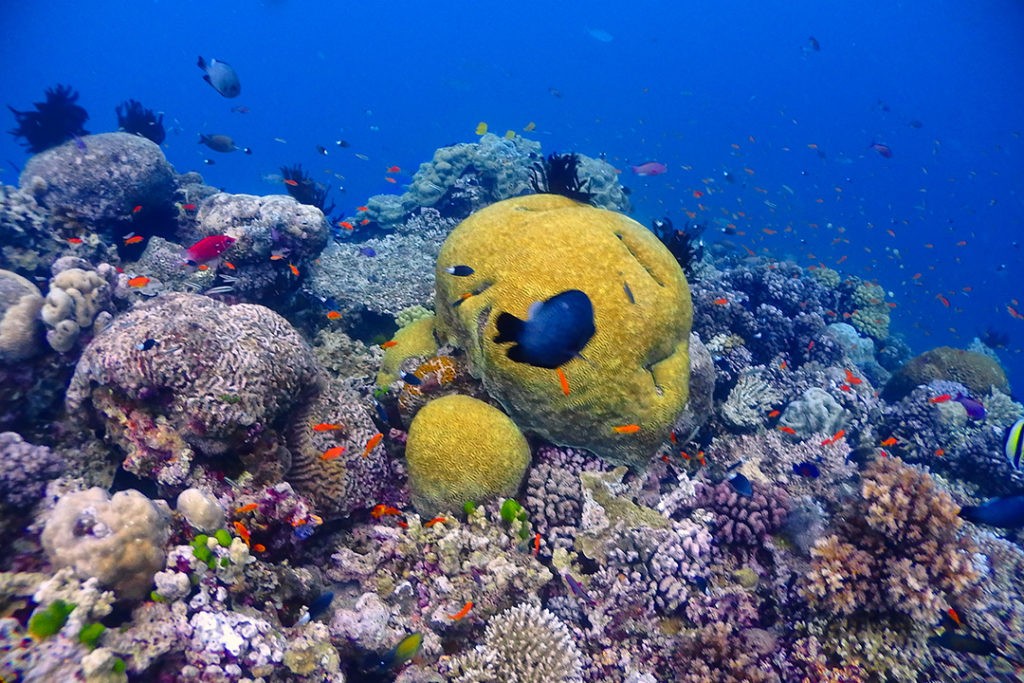 Diving Steve’s Bommie in the Great Barrier Reef | Atlas & Boots