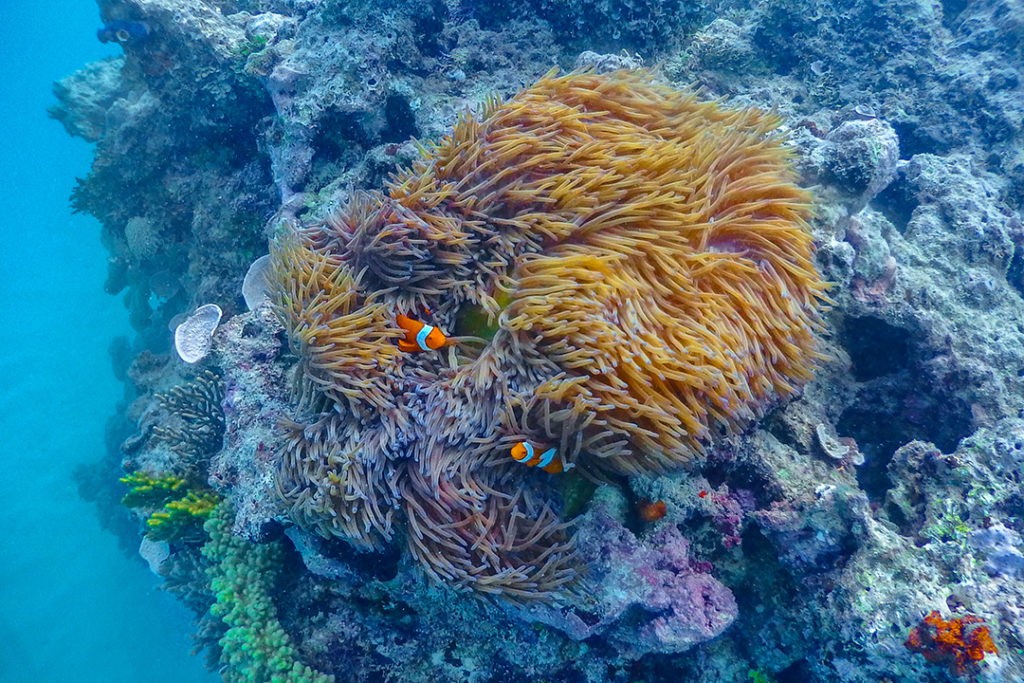 20 interesting facts about the Great Barrier Reef | Atlas & Boots