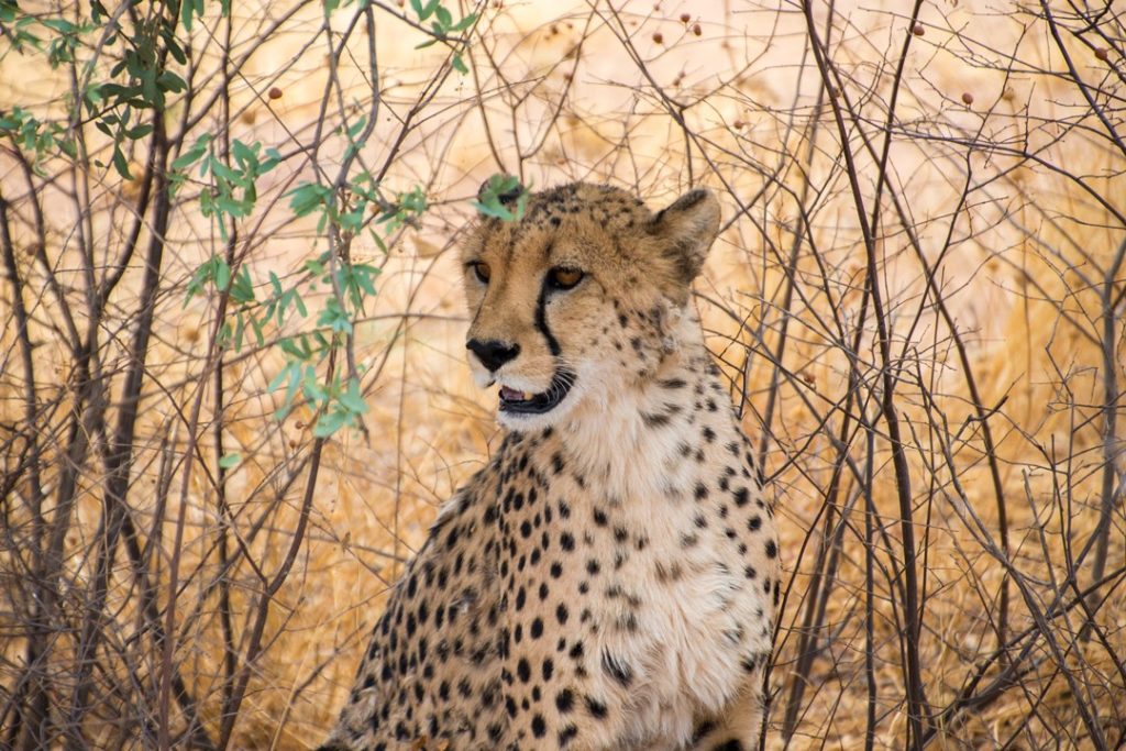 23 interesting facts about Namibia | Atlas & Boots