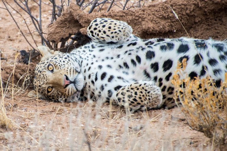 Tracking leopards at Okonjima Nature Reserve, Namibia | Atlas & Boots