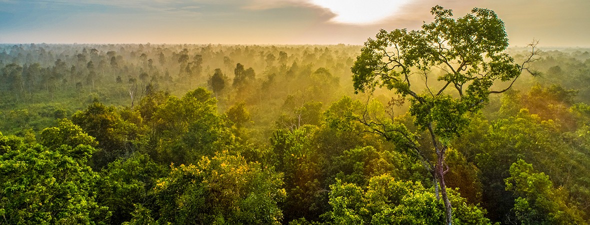 12 largest rainforests in the world | Atlas & Boots