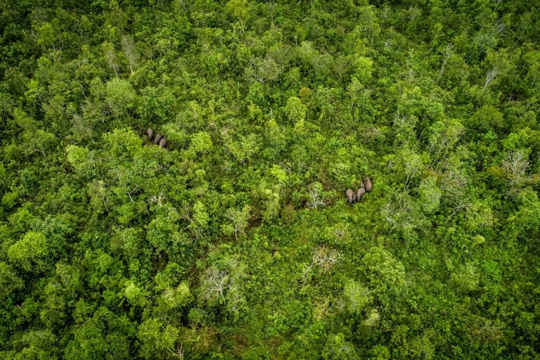 12 largest rainforests in the world and where to find them | Atlas & Boots