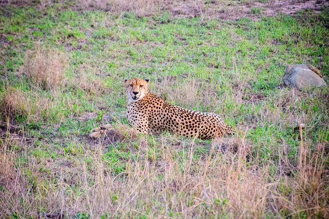 Manyeleti Game Reserve: our first safari in South Africa | Atlas & Boots