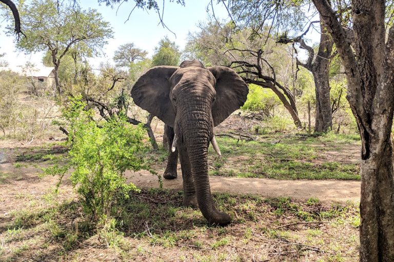 Manyeleti Game Reserve: our first safari in South Africa | Atlas & Boots