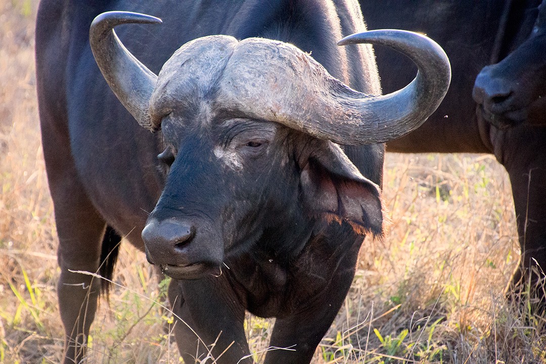 Manyeleti Game Reserve: our first safari in South Africa | Atlas & Boots