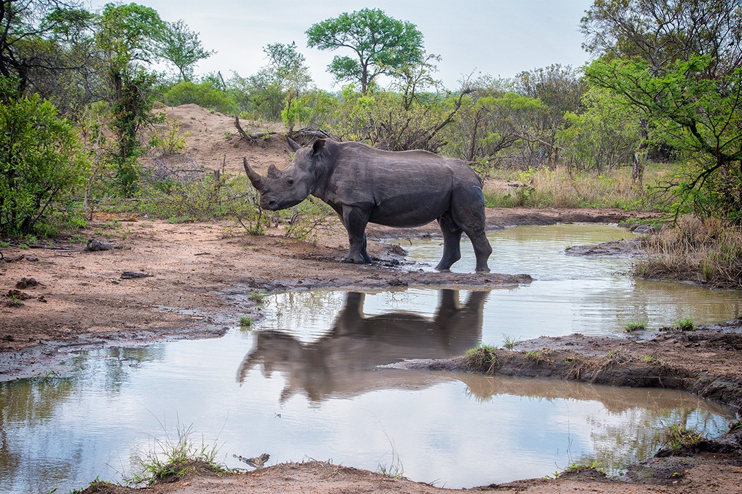 Manyeleti Game Reserve: our first safari in South Africa | Atlas & Boots