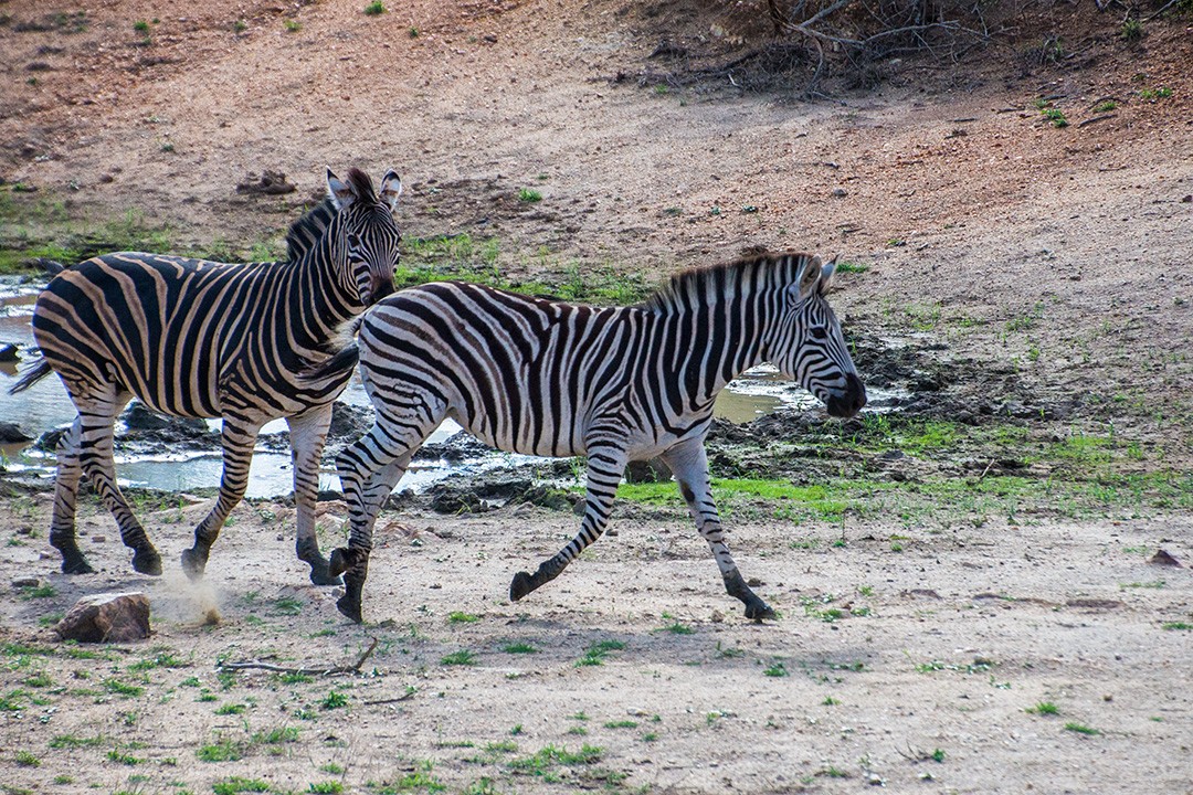 Manyeleti Game Reserve: our first safari in South Africa | Atlas & Boots