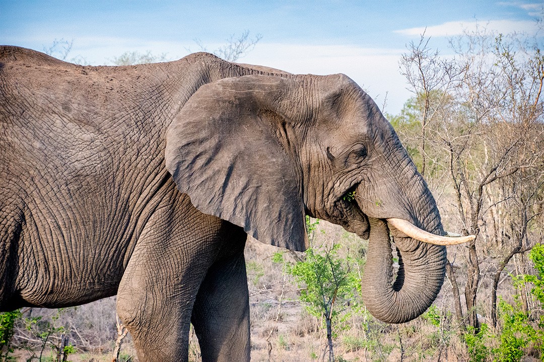 Manyeleti Game Reserve: our first safari in South Africa | Atlas & Boots