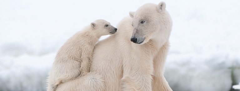 20 Interesting Facts About The Arctic Atlas Boots 20-interesting-facts-about-the-arctic-atlas-boots