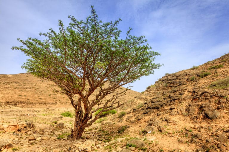 23 interesting facts about Oman, the Land of Frankincense