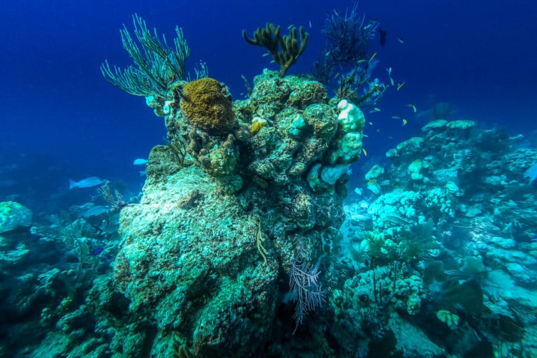 Wall diving in the Turks and Caicos: a glimpse of the abyss | Atlas & Boots