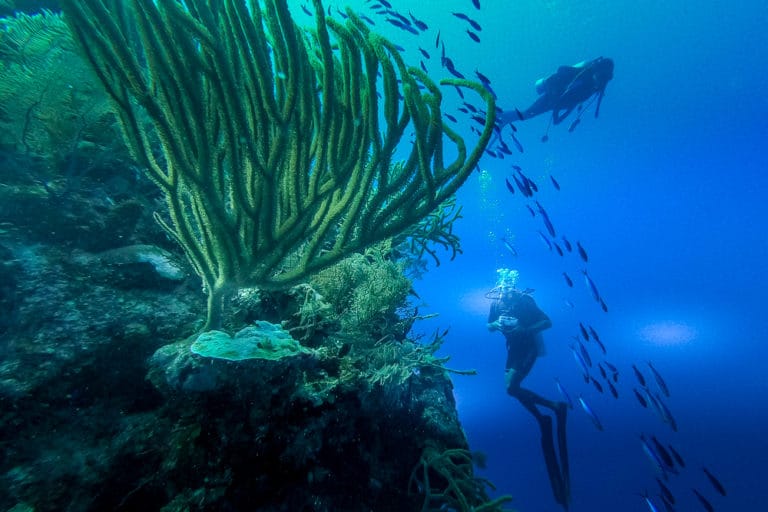 Wall diving in the Turks and Caicos: a glimpse of the abyss | Atlas & Boots