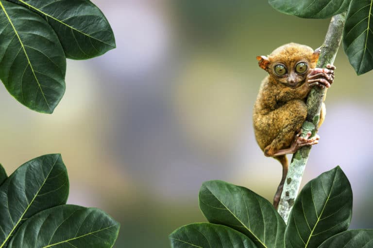 17 megadiverse countries of the world | Atlas & Boots