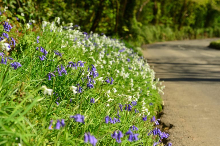 7 ways nature is flourishing under lockdown | Atlas & Boots