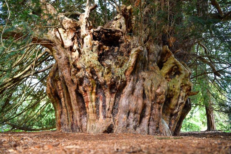 Mapped: 20 best trees in Britain | Atlas & Boots