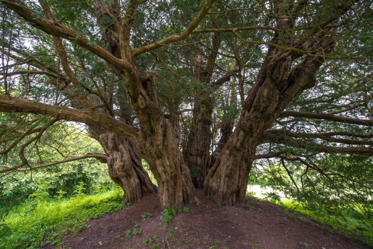 Mapped: 20 best trees in Britain | Atlas & Boots