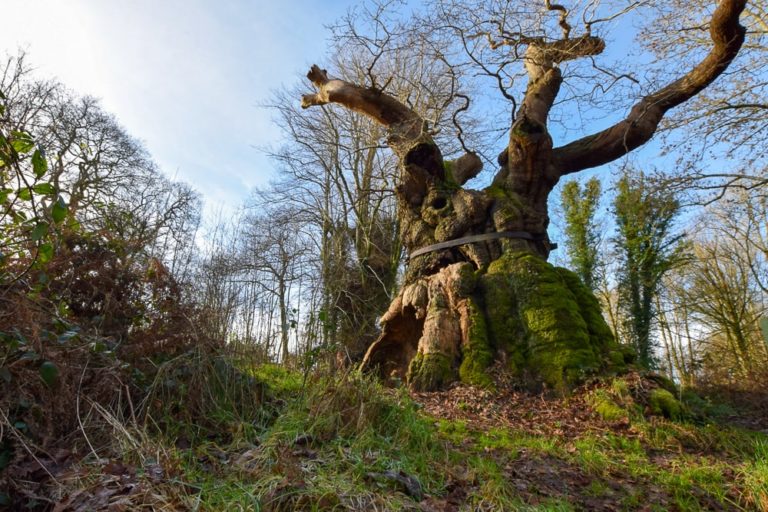 Mapped: 20 best trees in Britain | Atlas & Boots