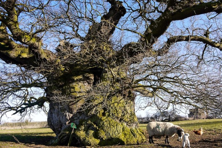 Mapped: 20 best trees in Britain | Atlas & Boots
