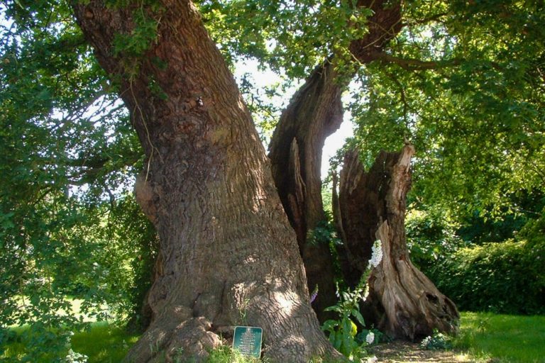 Mapped: 20 best trees in Britain | Atlas & Boots