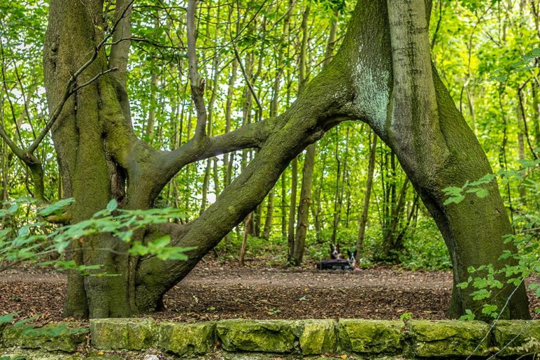 Mapped: 20 best trees in Britain | Atlas & Boots