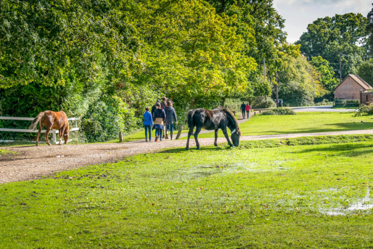 10 best hikes in New Forest National Park | Atlas & Boots