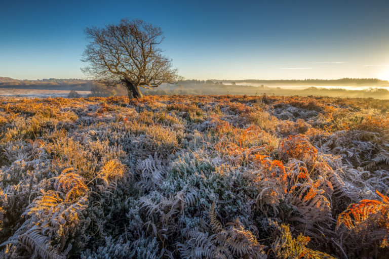 10 best hikes in New Forest National Park | Atlas & Boots