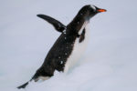 In photos: 22 reasons to visit Antarctica | Atlas & Boots