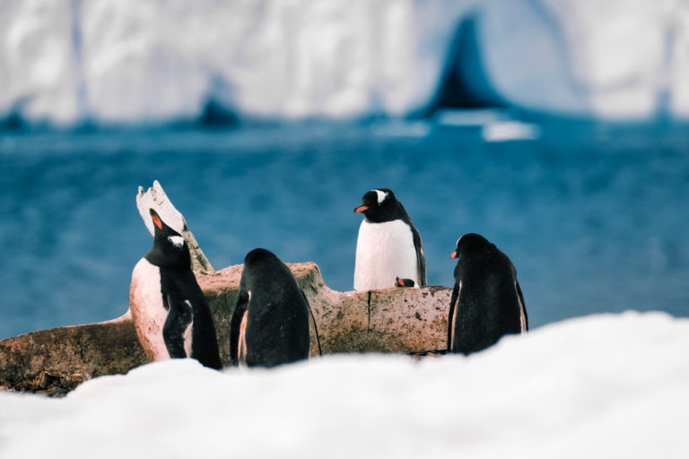 In photos: 22 reasons to visit Antarctica | Atlas & Boots