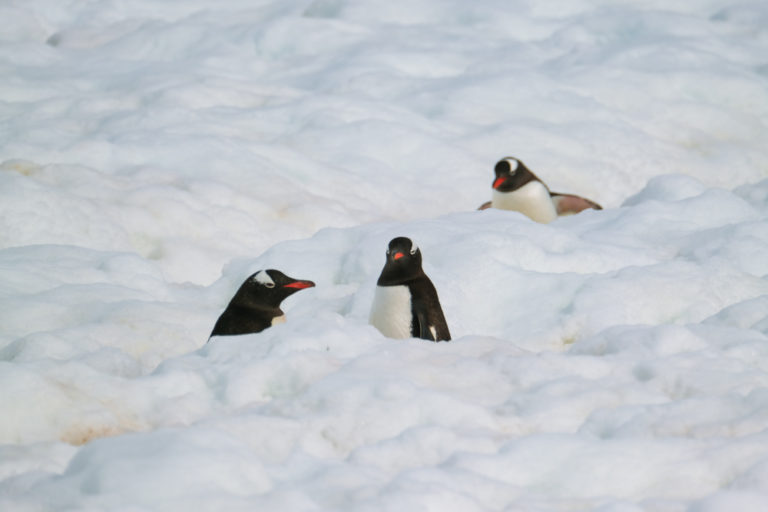 In photos: 22 reasons to visit Antarctica | Atlas & Boots