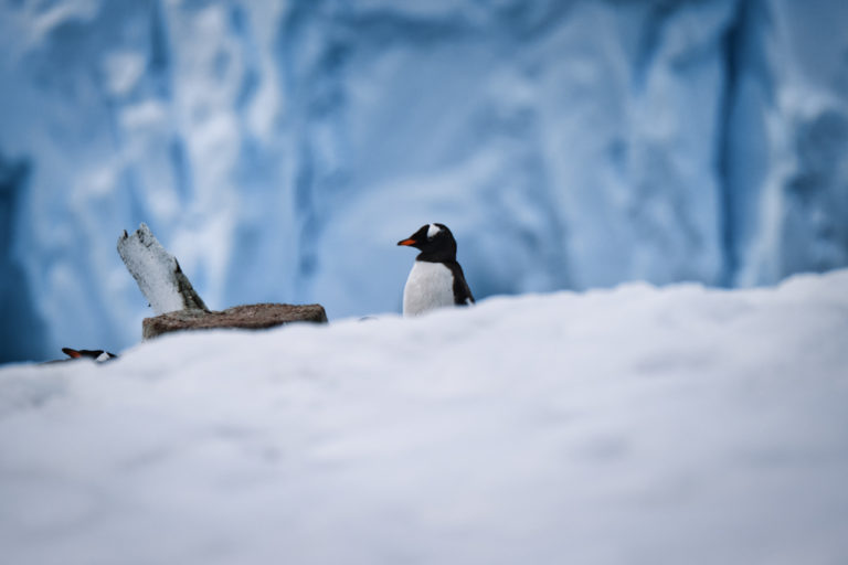 In photos: 22 reasons to visit Antarctica | Atlas & Boots