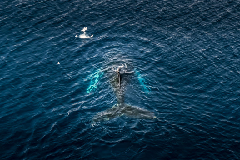 In photos: 22 reasons to visit Antarctica | Atlas & Boots