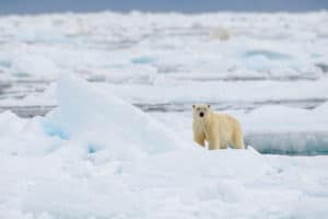 20 interesting facts about Svalbard | Atlas & Boots