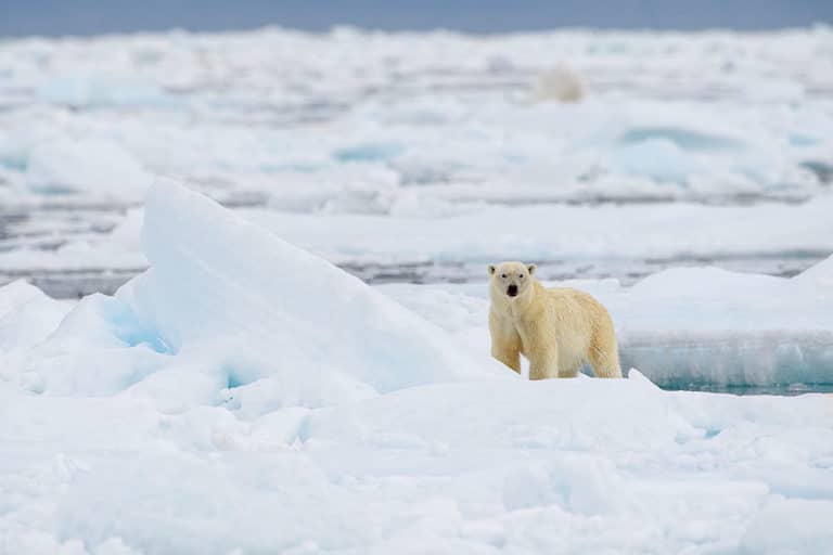 20 interesting facts about Svalbard | Atlas & Boots