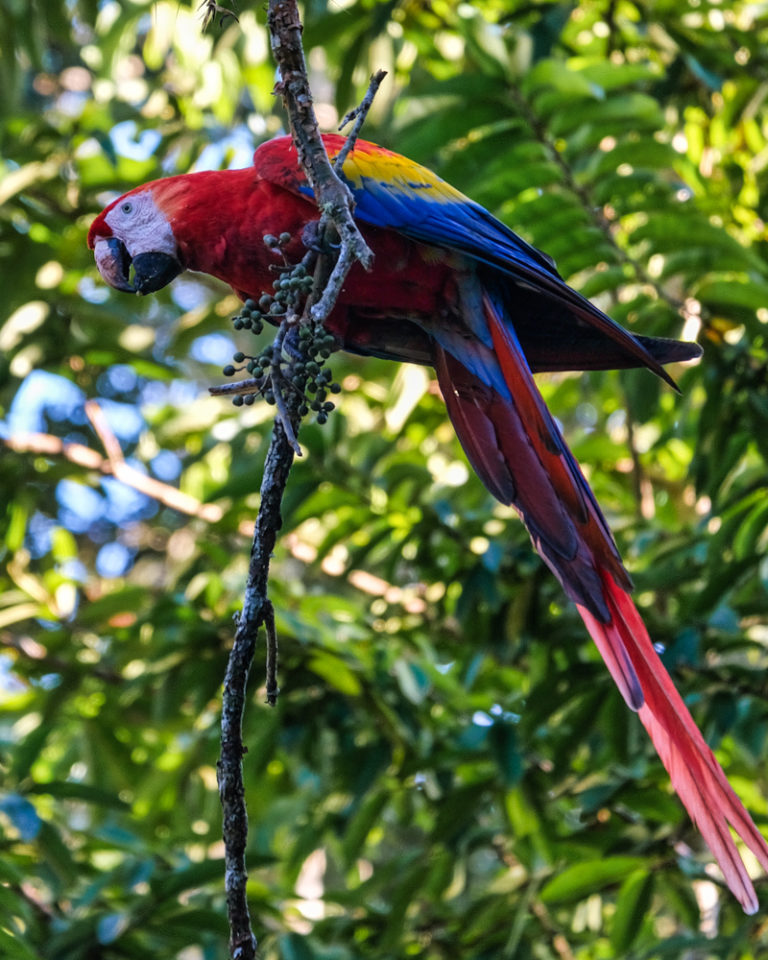 How to visit Copán in Honduras: a quick guide | Atlas & Boots