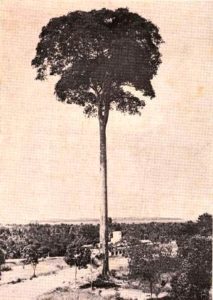 10 famous trees cut down by humans | Atlas & Boots