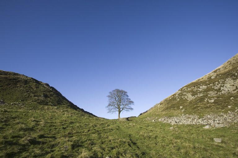 10 famous trees cut down by humans | Atlas & Boots