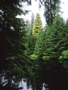 10 famous trees cut down by humans | Atlas & Boots